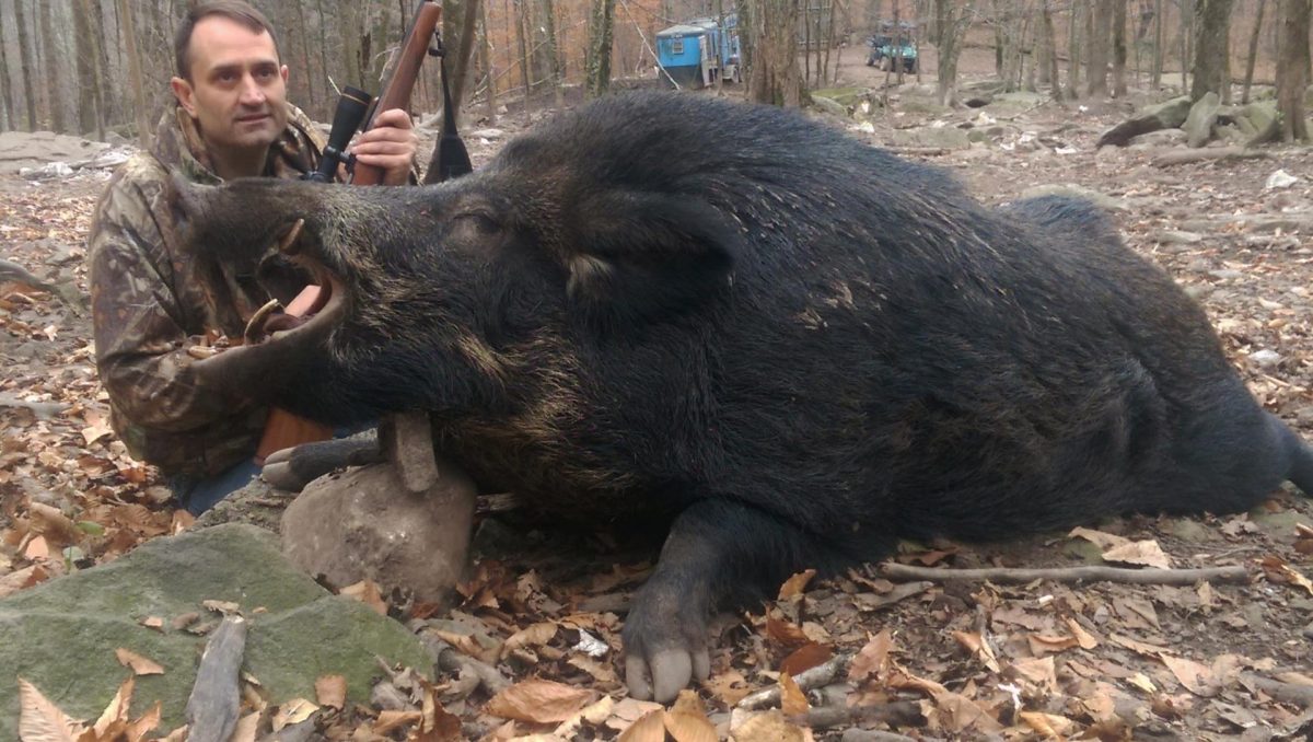 Boar Hunts - Pennsylvania Hunting Ranch