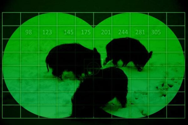 Pennsylvania Thermal Hog Hunting - Pennsylvania Hunting Ranch
